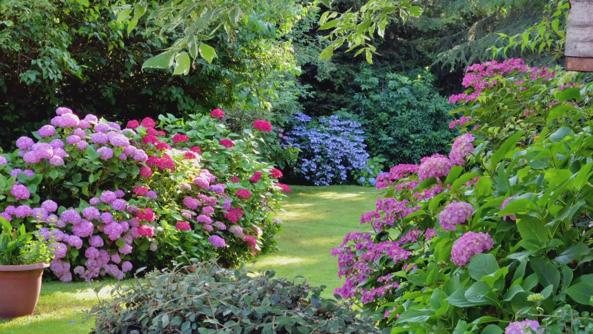 How hydrangeas can bring beautiful color to your garden | wusa9.com