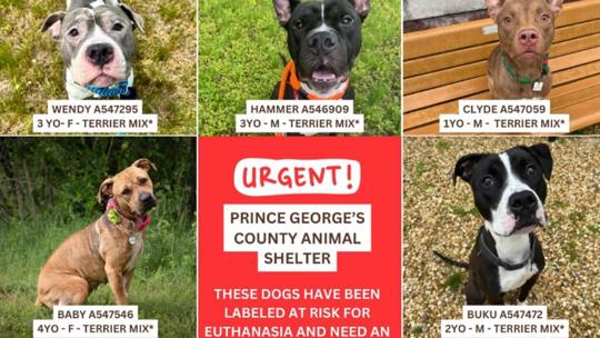 Finding Quander: The journey of one of America’s oldest documented ...