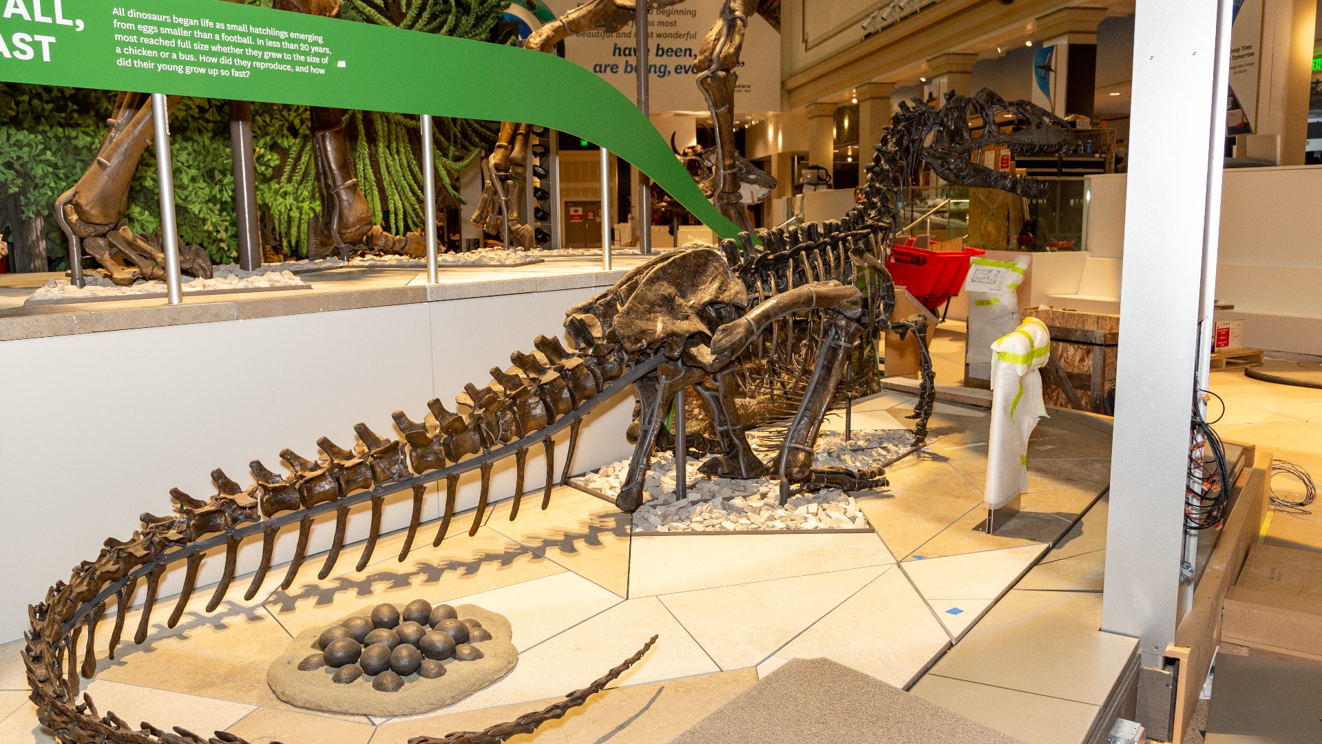 Allosaurus fossil at Smithsonian museum named type specimen | wusa9.com