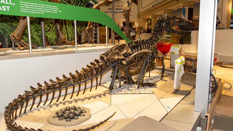 Allosaurus fossil at Smithsonian museum named type specimen | wusa9.com