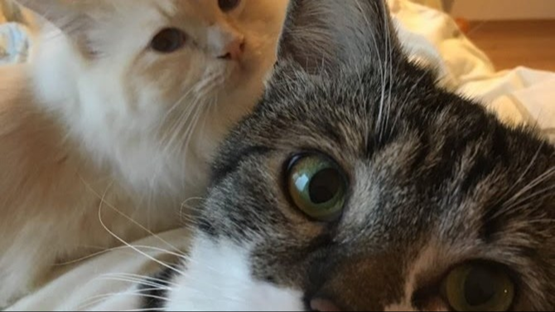 A Christmas miracle: Milo, the missing cat, has been found safe | wusa9.com