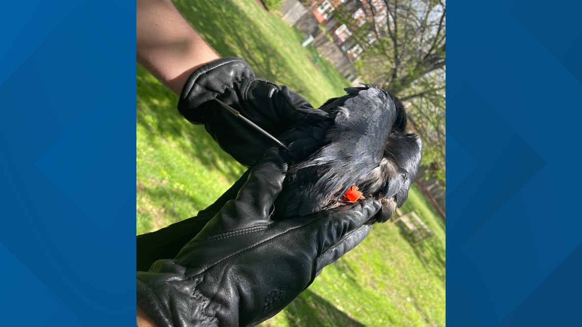 Animal control officers search for suspect in crow shooting | wusa9.com