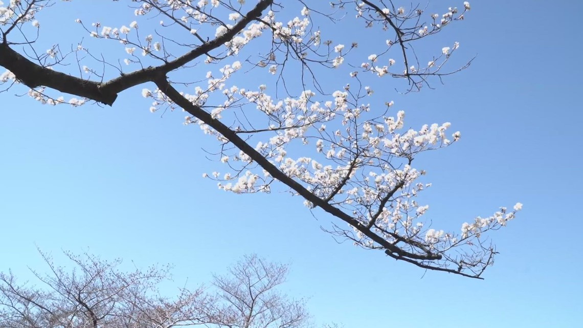 Indicator Tree starting to bloom at Tidal Basin in DC | wusa9.com
