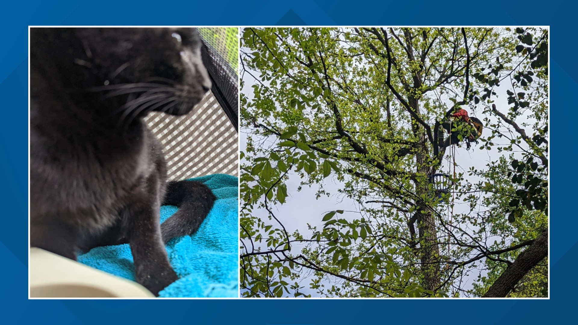 Happy ending for cat stuck in tree in White Oak, Maryland | wusa9.com