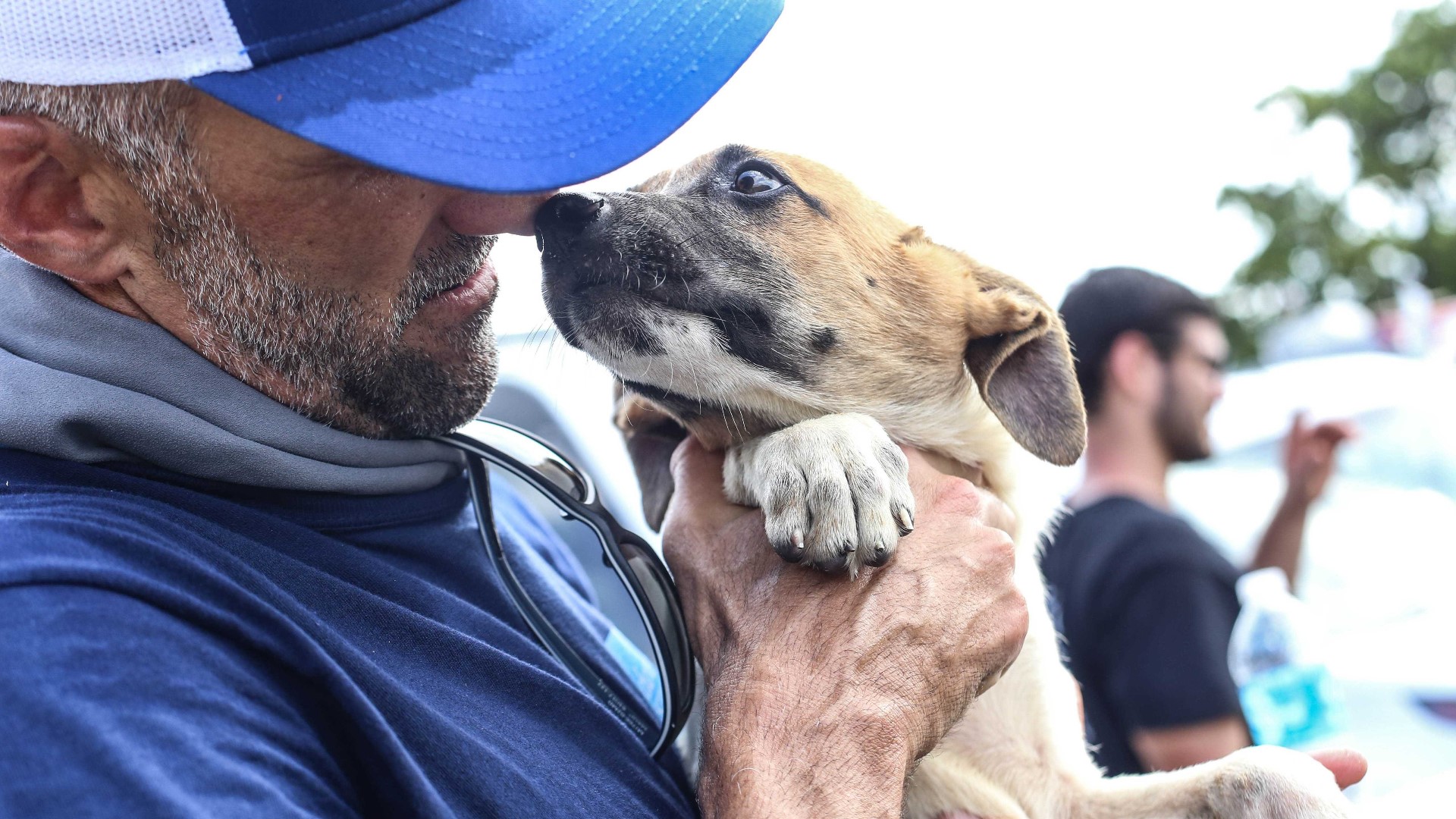 Puerto Rican shelter cats, dogs make their way to Arlington | wusa9.com