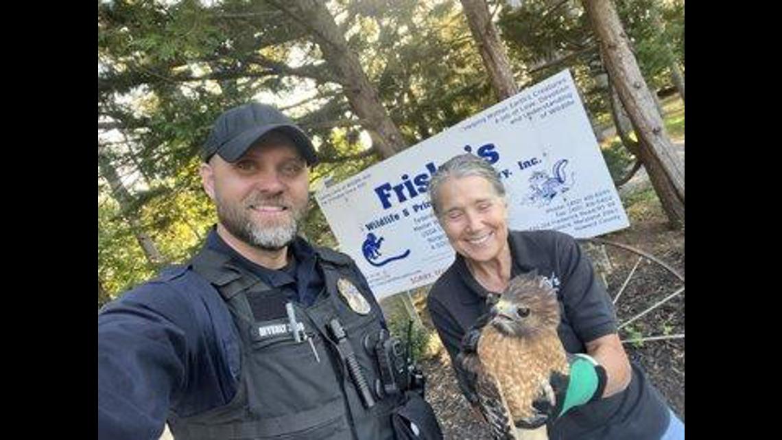 Injured hawk rescued from highway in Prince George's County | wusa9.com
