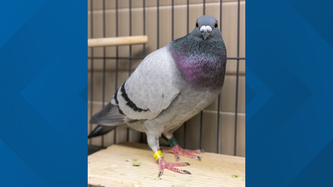 Neville the stray pigeon is looking for a home in Virginia | wusa9.com