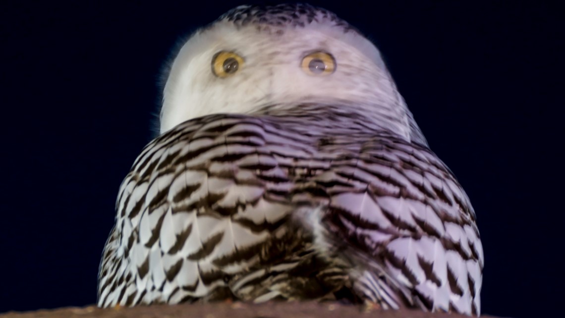 Capitol Hill snowy owl attracts crowds in DC | wusa9.com