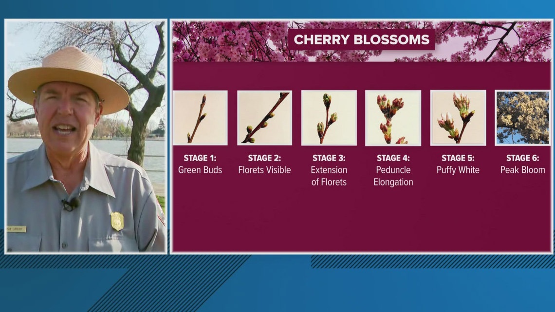 National Park Service talks about cherry blossom timelines as trees ...
