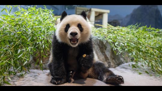 National Zoo shows off pandas with new pictures | wusa9.com