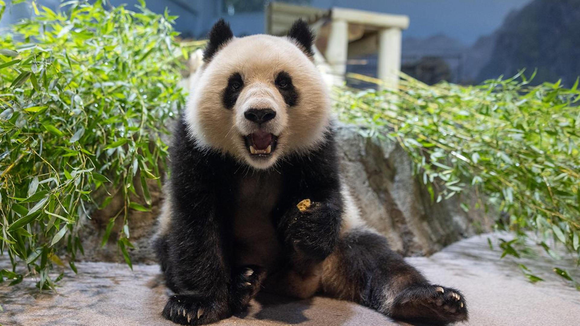 Giant Pandas getting ready for their public debut at the National Zoo | wusa9.com