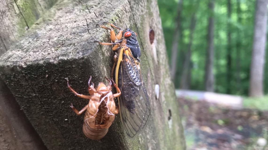 Cicada tracker 2021: Pictures of cicadas in DC, MD, VA | wusa9.com