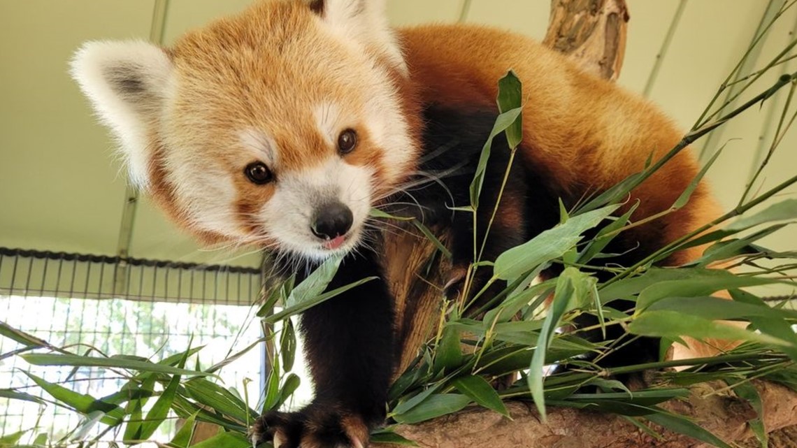 Red panda, known for escaping National Zoo, dies in Colorado | wusa9.com