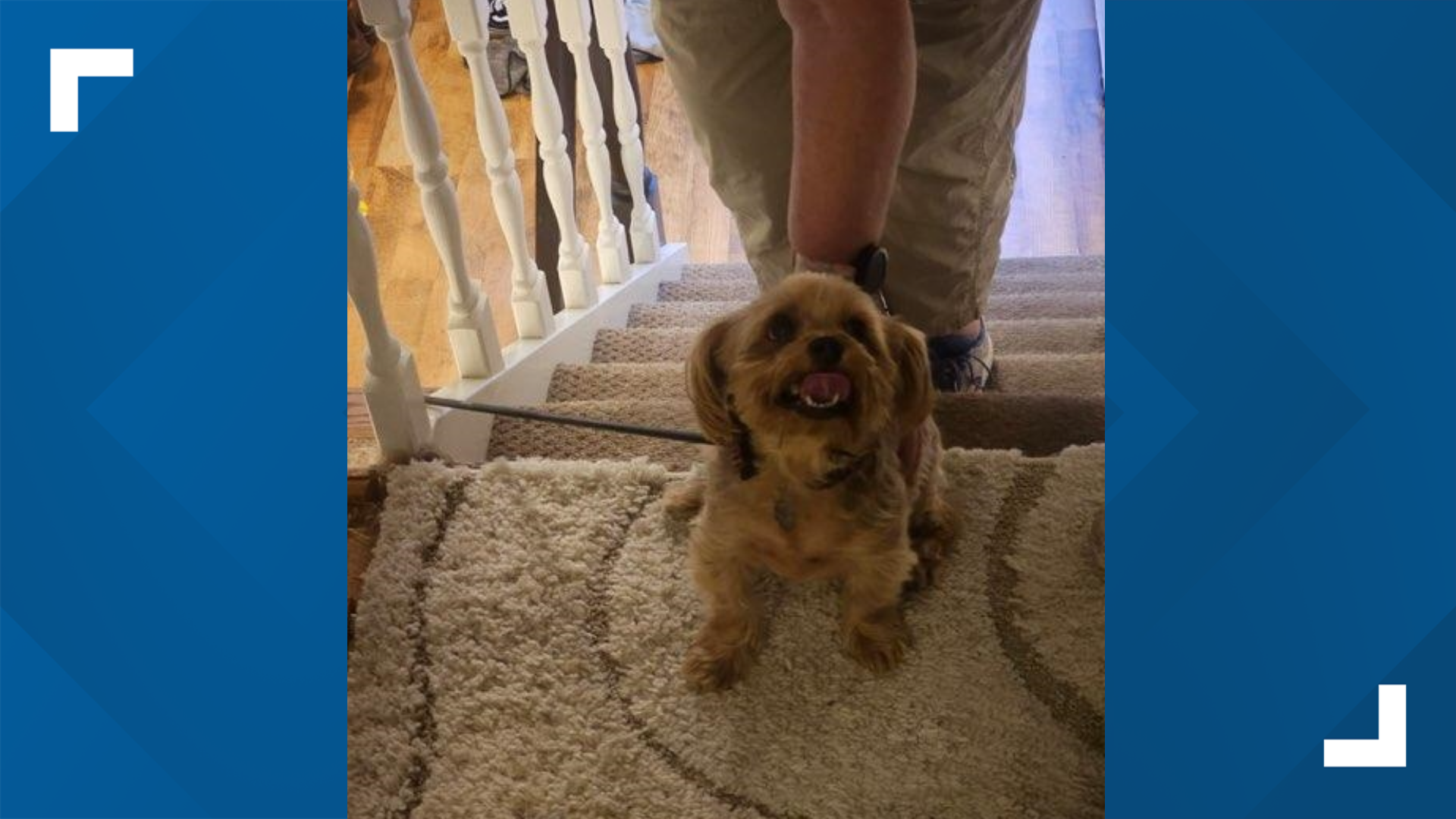 Dog struck by arrow in Woodbridge, Virginia | wusa9.com