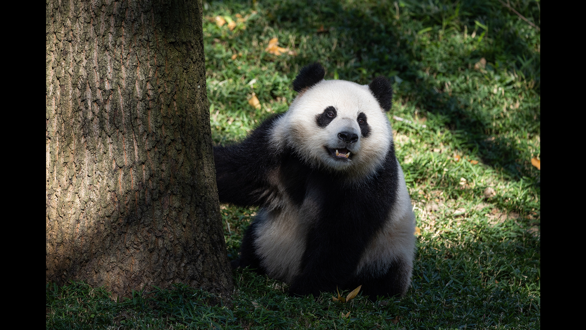 National Zoo shows off pandas with new pictures | wusa9.com