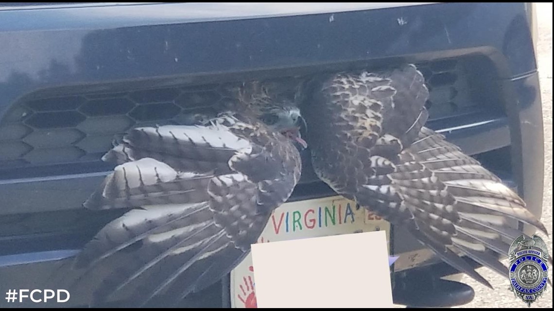 Hawk is rescued from car on Virginia highway | wusa9.com