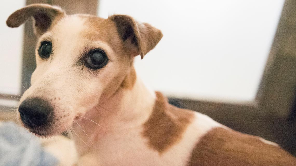 DC Humane Rescue Alliance in desperate need of adopters | wusa9.com