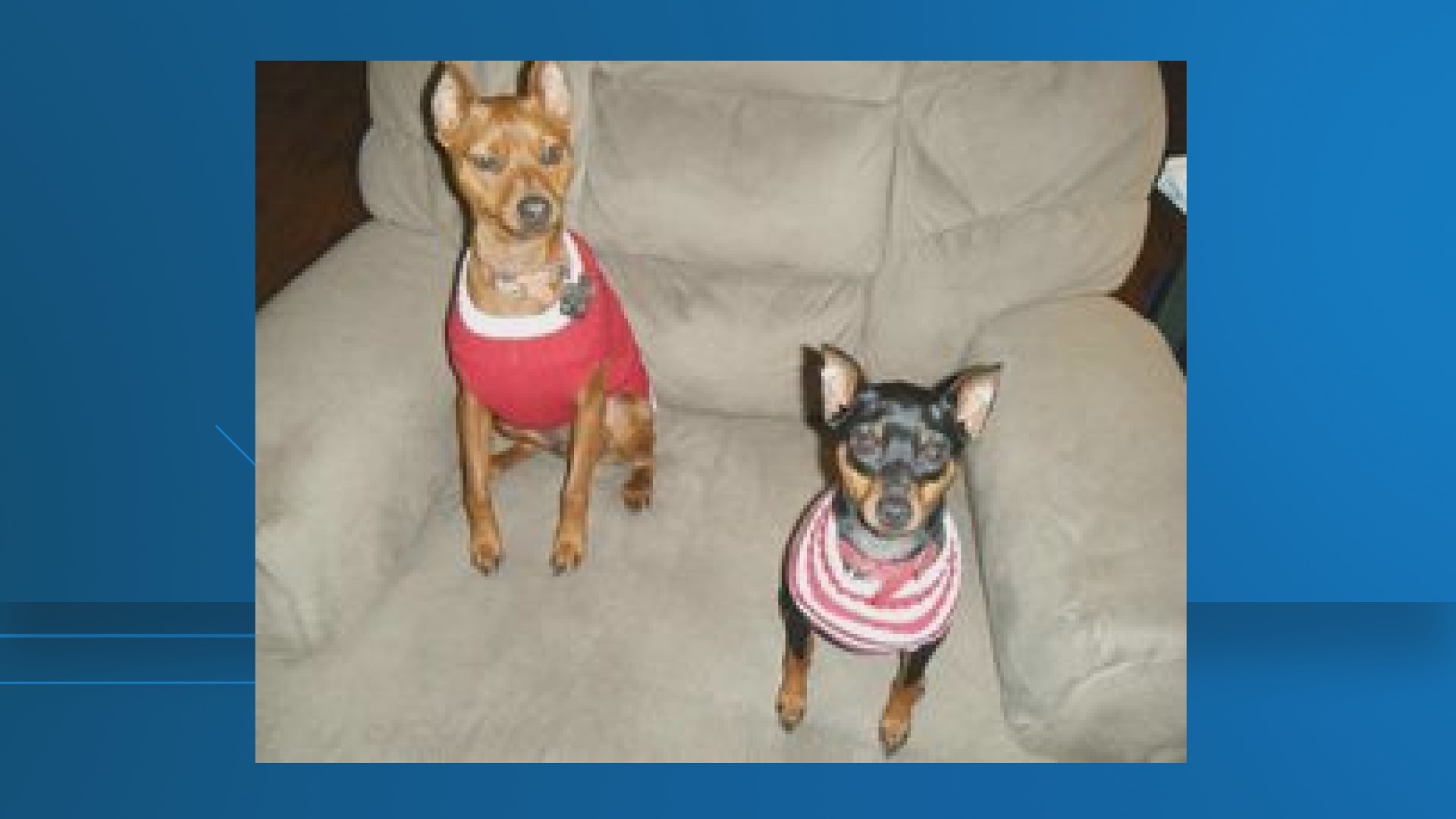 Virginia dog missing for 7 years reunited with his family | wusa9.com