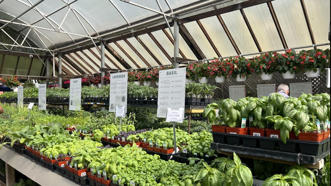 Start your vegetable garden now in the DMV area | wusa9.com