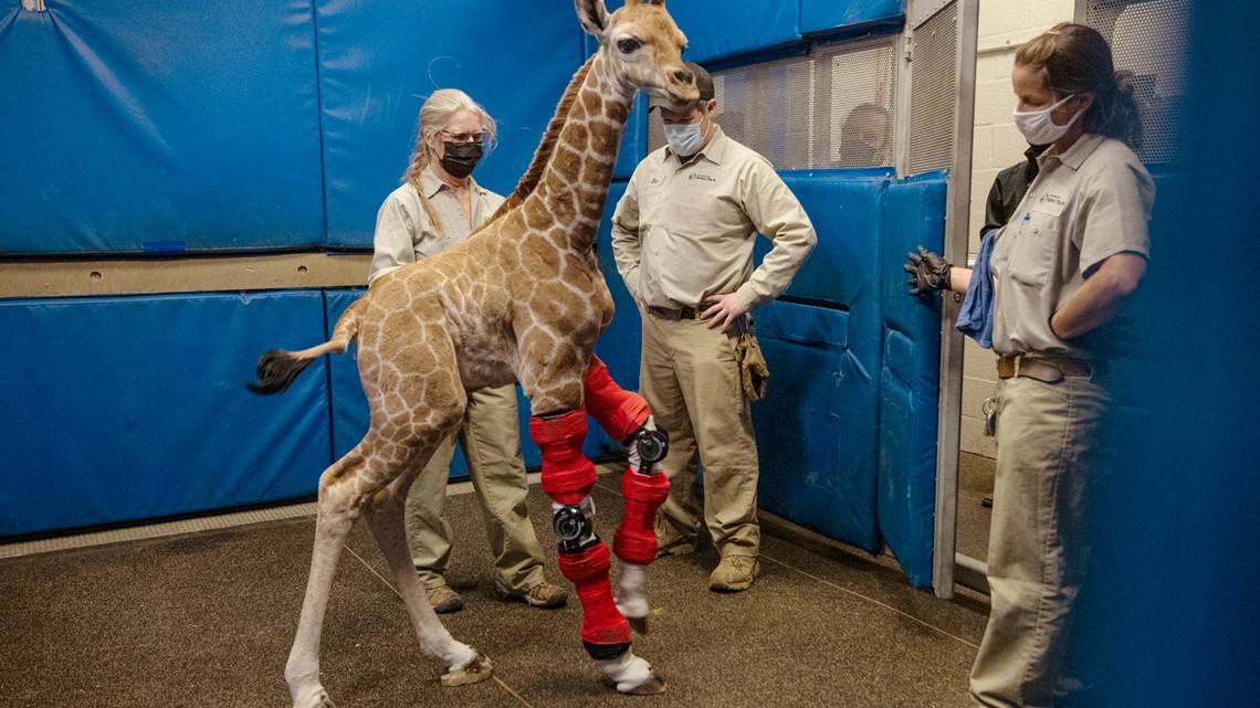Giraffe learns to walk with the help of specially made leg braces ...