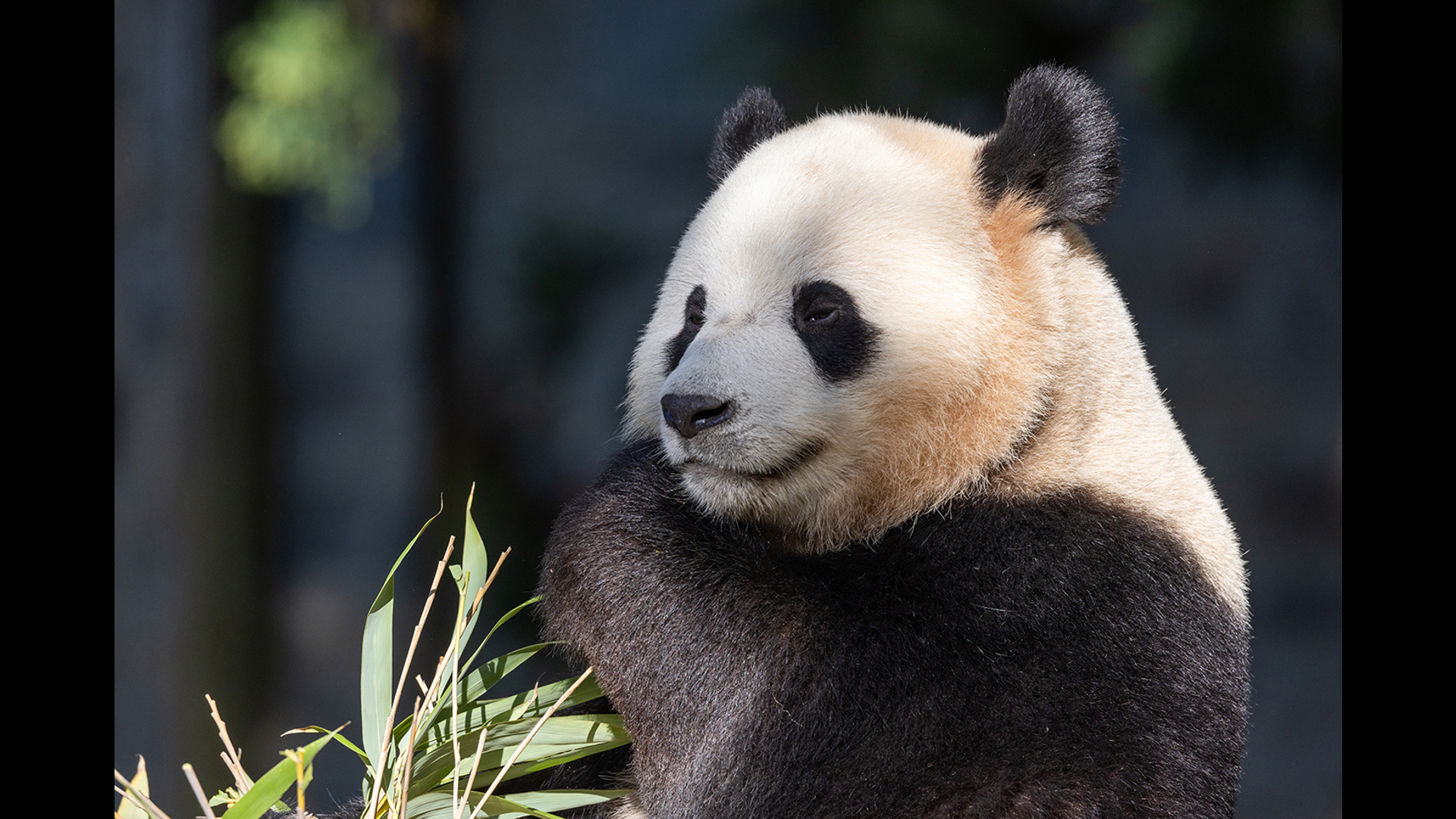National Zoo shows off pandas with new pictures | wusa9.com