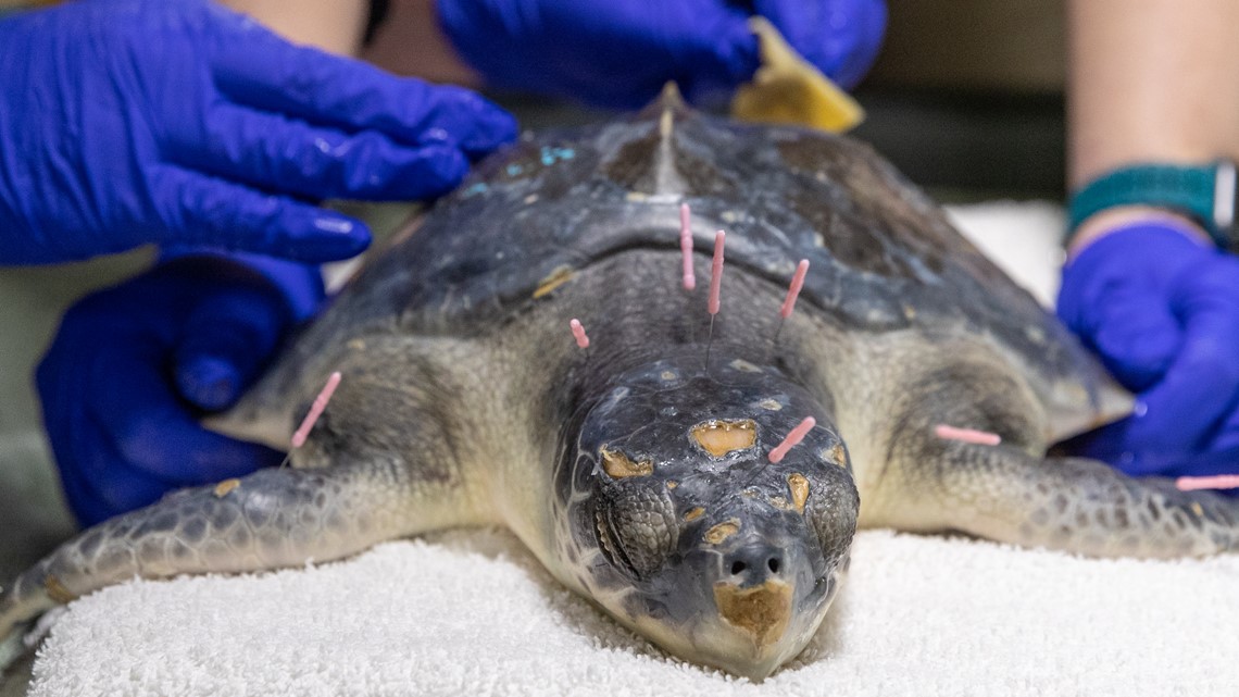 Sea turtle treated with acupuncture at National Aquarium | wusa9.com