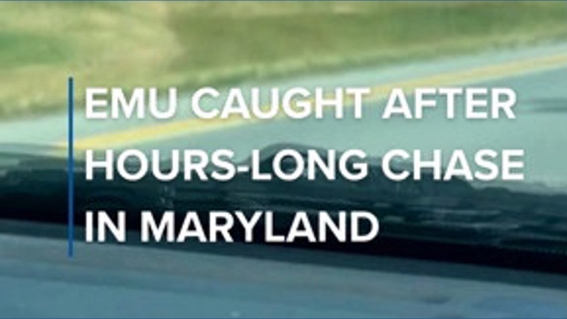 Emu caught after hours-long chase in Maryland | wusa9.com