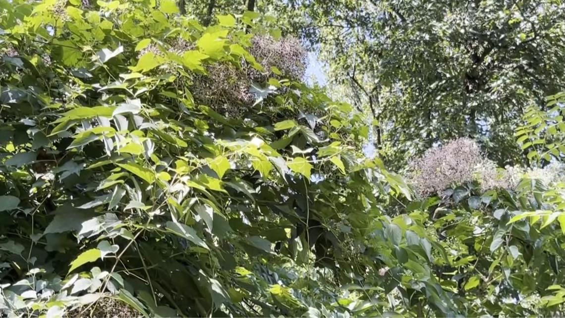 Why is the pollen so bad? It could be a 'pollen bomb' | wusa9.com