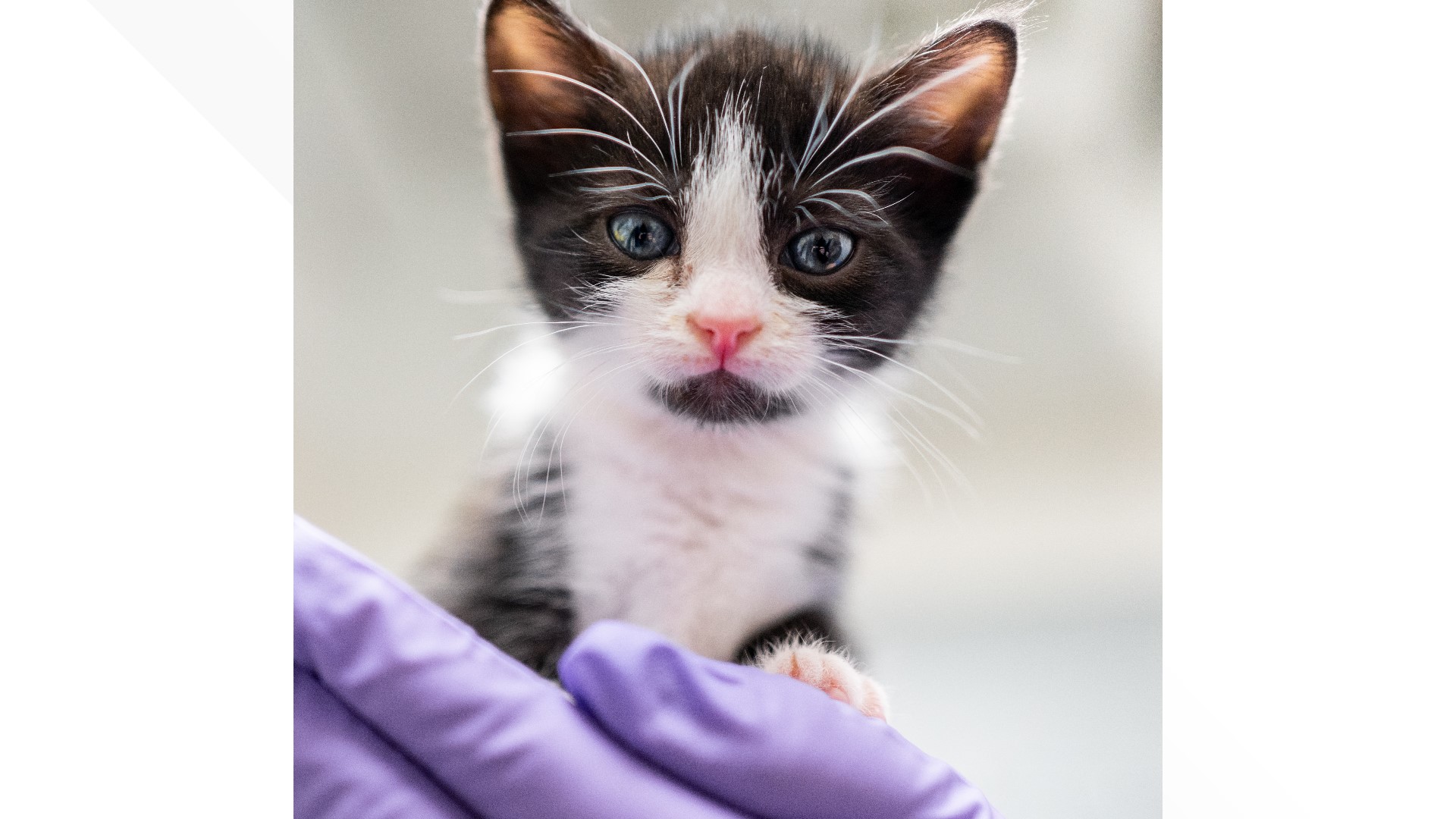 Kittens rescued from fire by firefighters ready for adoption | wusa9.com