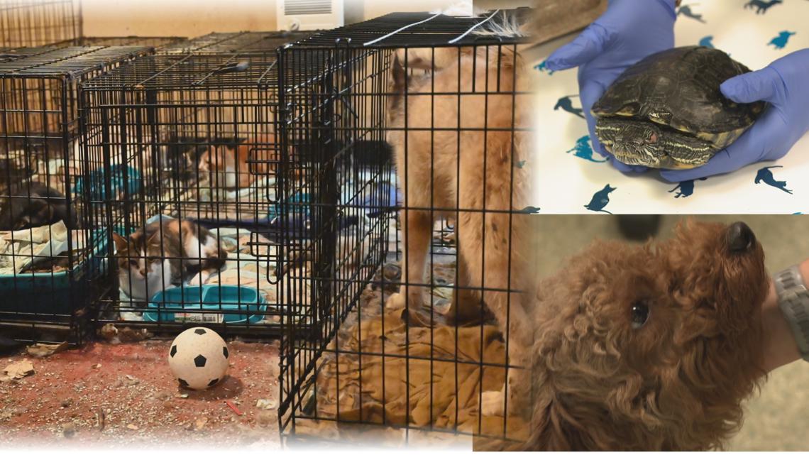 Five dogs, six cats, and a turtle rescued from Northeast home | wusa9.com
