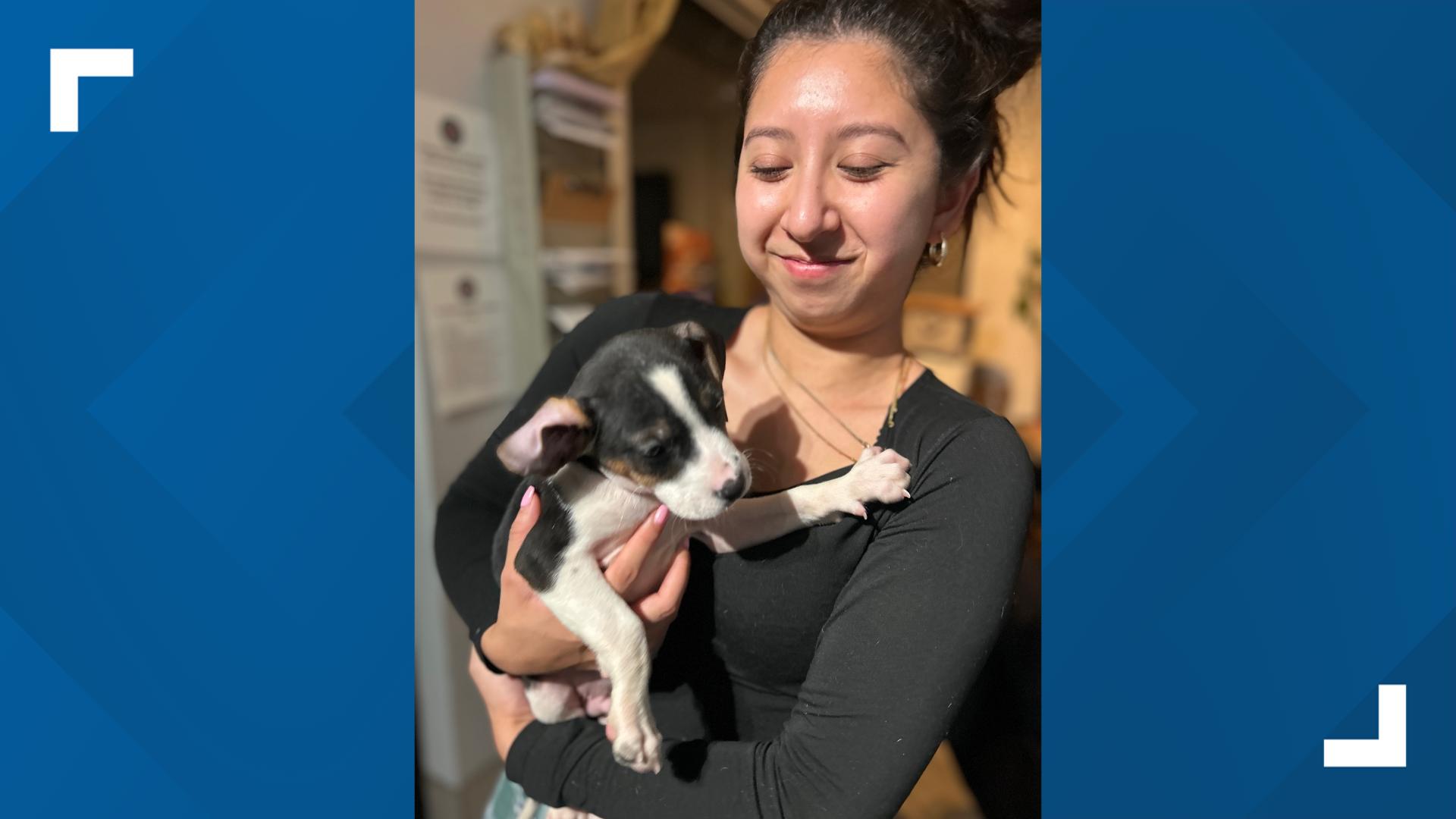How to adopt pets lost during Hurricane Helene | wusa9.com