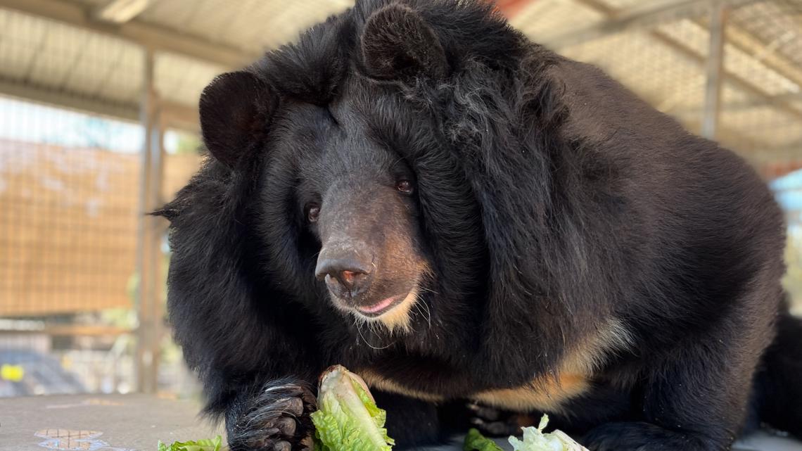 Neglected animals rescued from Maryland zoo and rehomed | wusa9.com