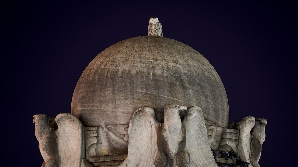 Capitol Hill snowy owl attracts crowds in DC | wusa9.com