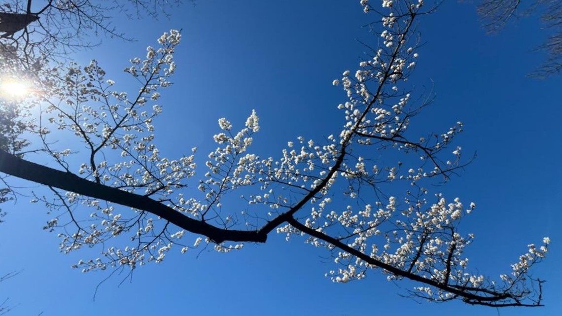 DC's cherry blossom indicator tree blooming at tidal basin | wusa9.com