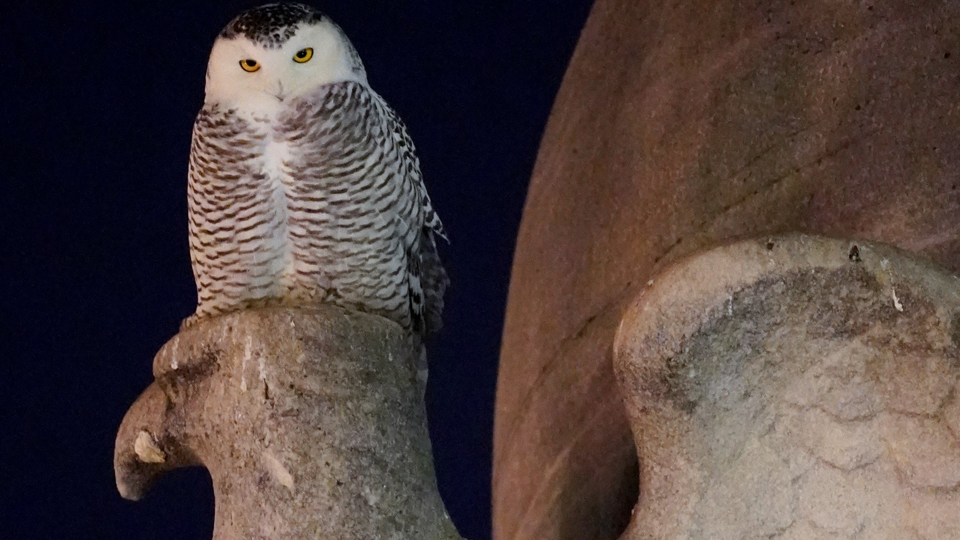 Snowy owl tours DC monuments | wusa9.com