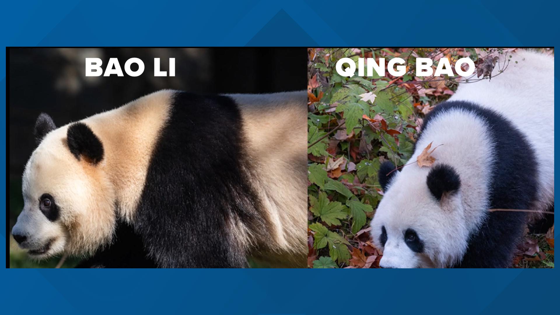 How to tell the difference between the two National Zoo pandas | wusa9.com