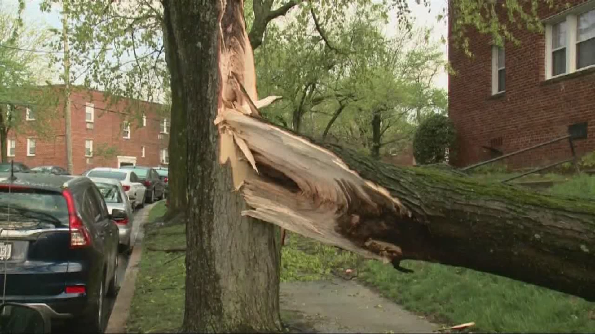 78-year-old Virginia woman dies after tree falls on home during storm ...