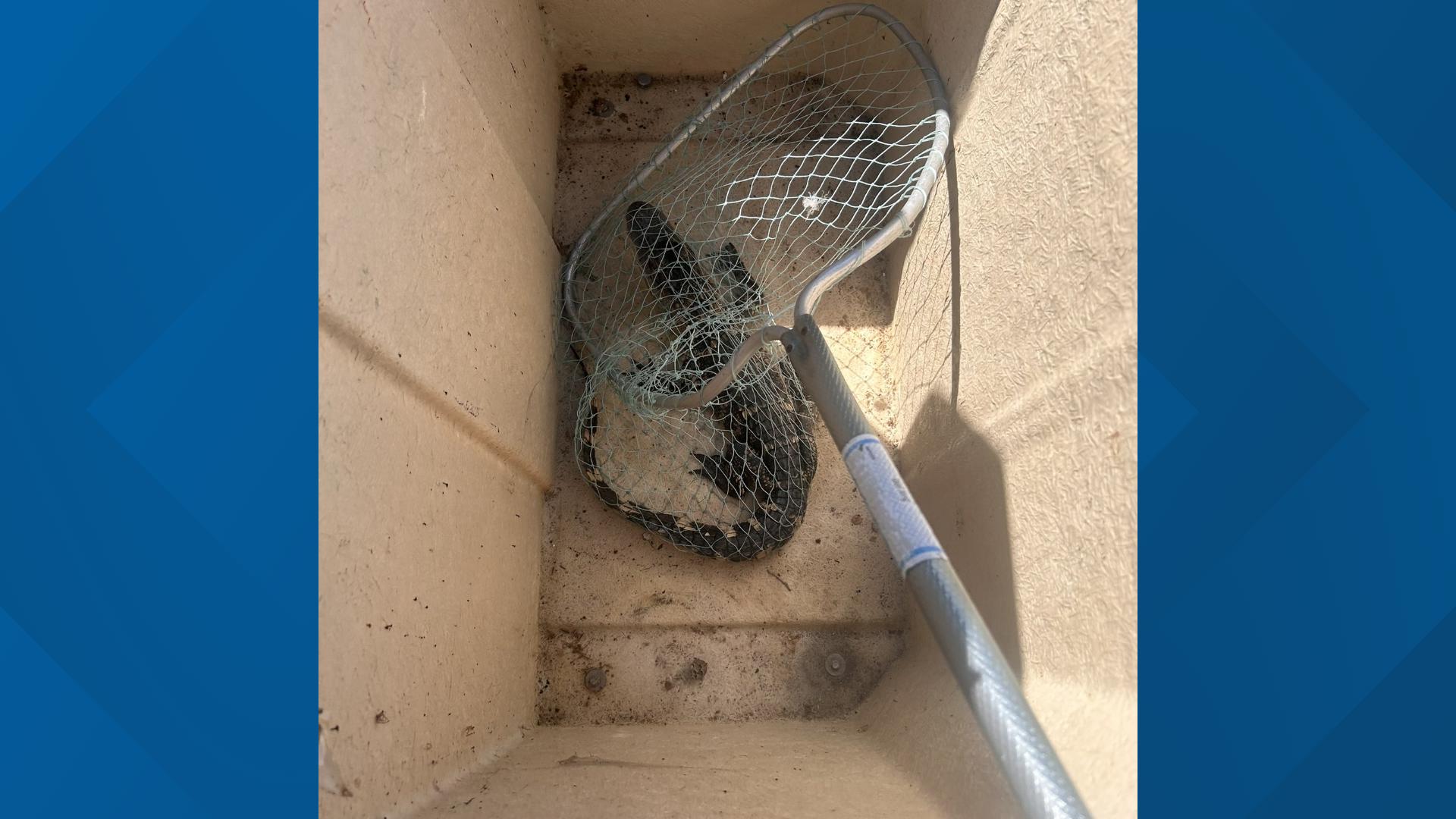 DC Police safely catch small alligator at Wharf | wusa9.com