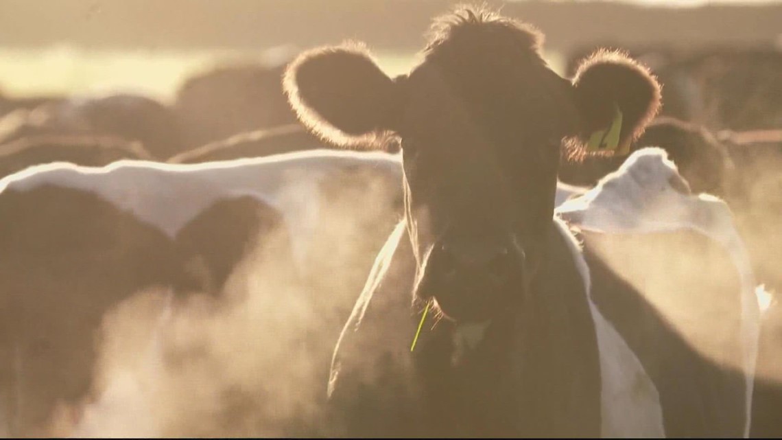 Regenerative agriculture puts focus on Chesapeake Bay health | wusa9.com