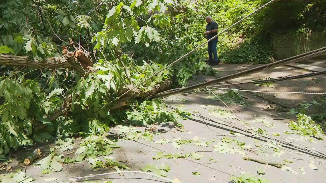 Downed tree topples power lines, blocks street in Beverley Hills ...
