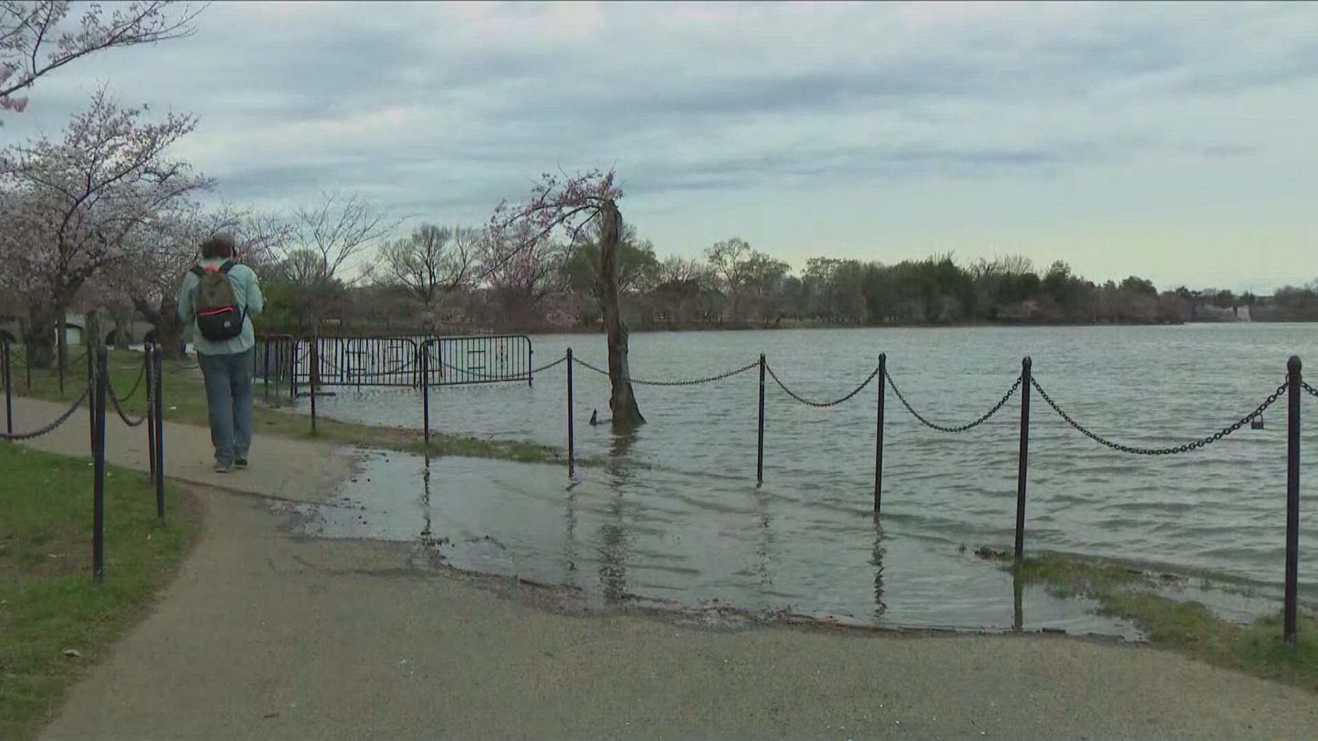 High tide impacts people visiting DC's cherry blossoms | wusa9.com