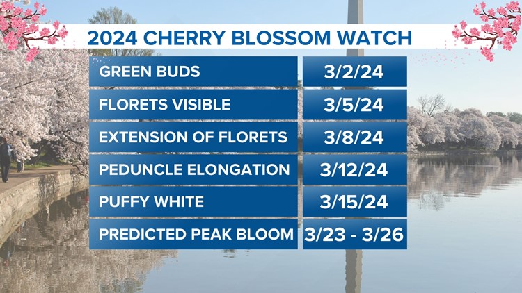 DC cherry blossoms are officially in stage 5 | wusa9.com