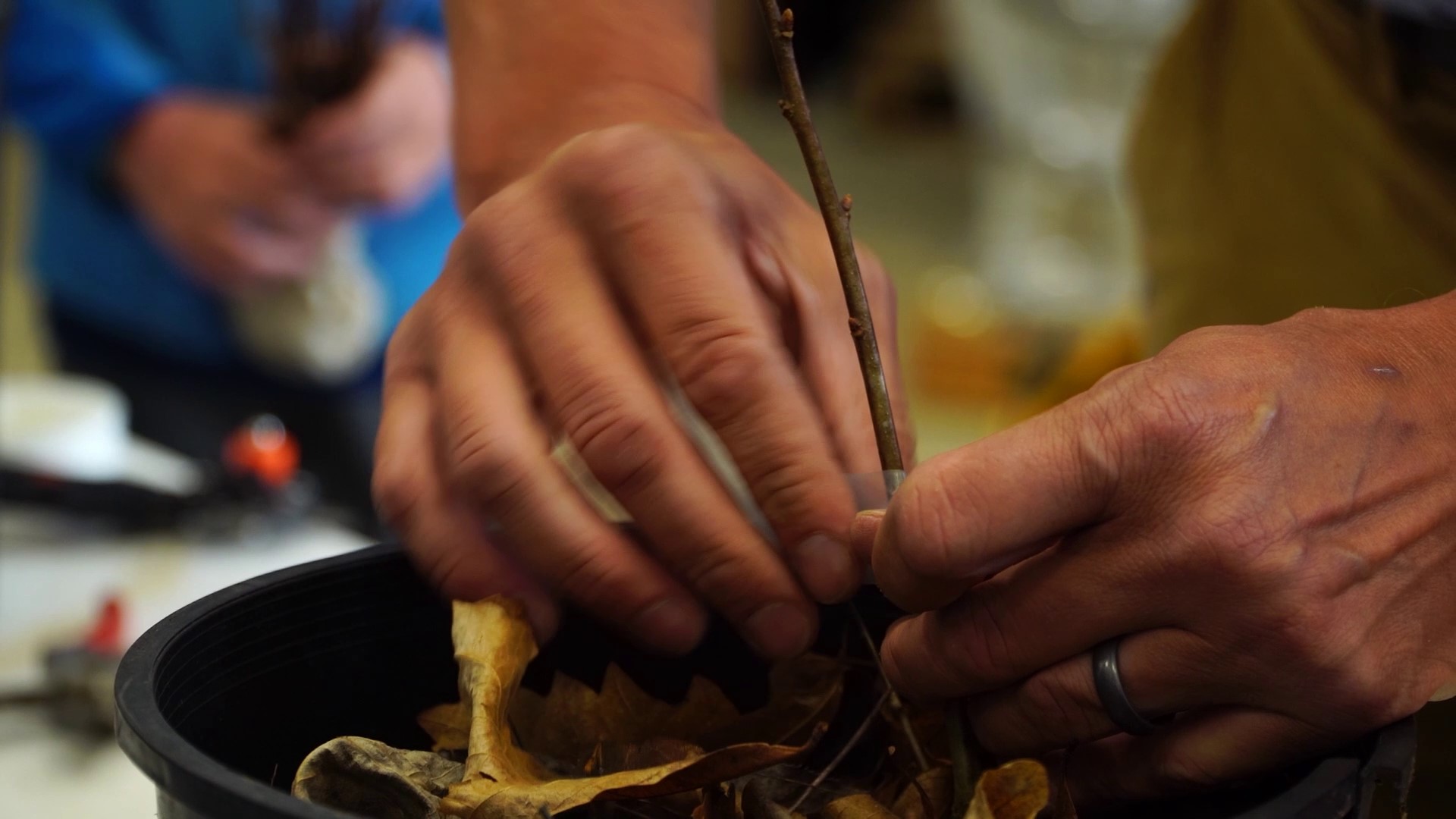 Brewery plans new life for fallen landmark tree in Maryland | wusa9.com