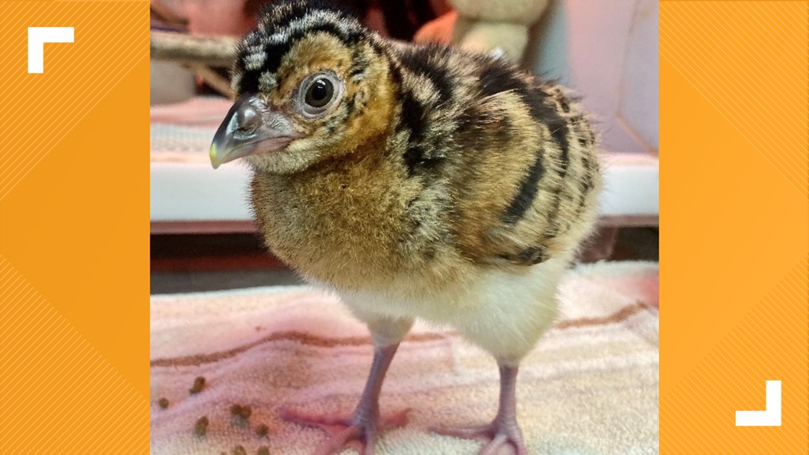 Endangered birds hatch at Smithsonian's conservation center | wusa9.com