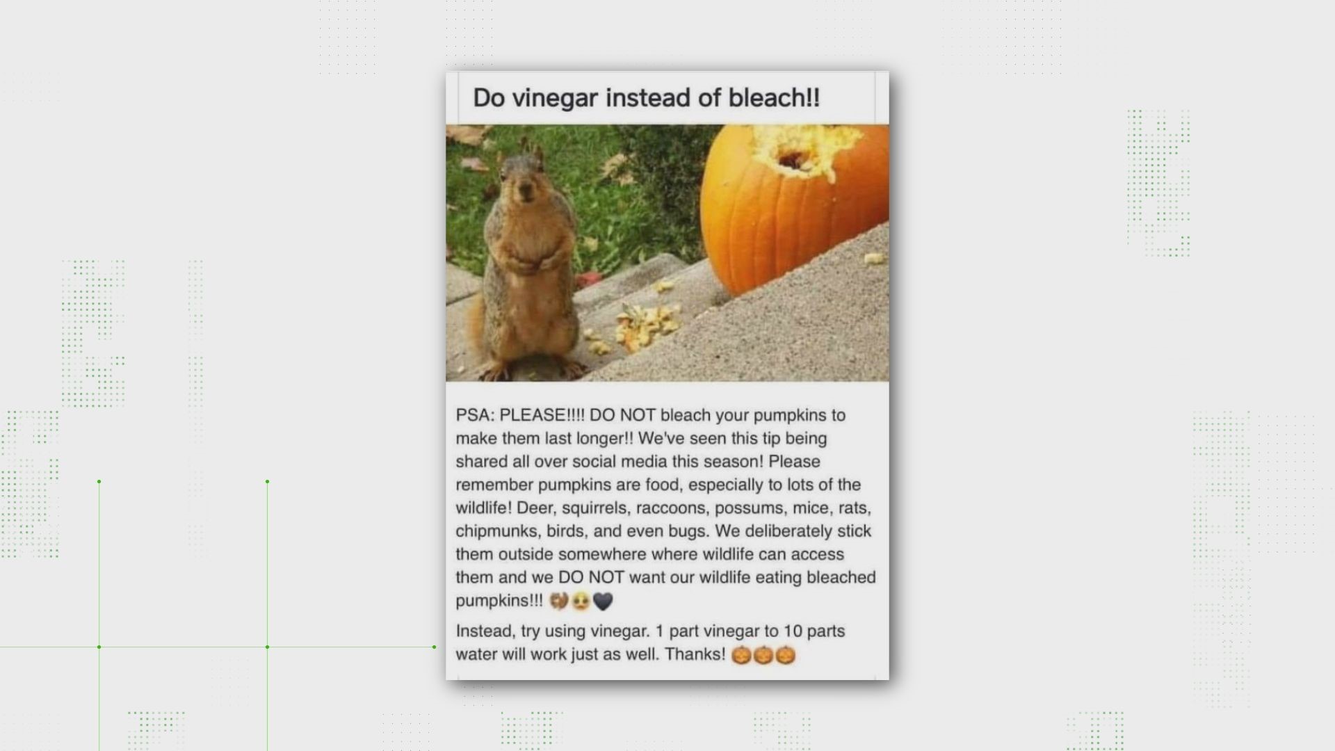 When used safely, bleach can help your Jack-O-Lantern live longer ...