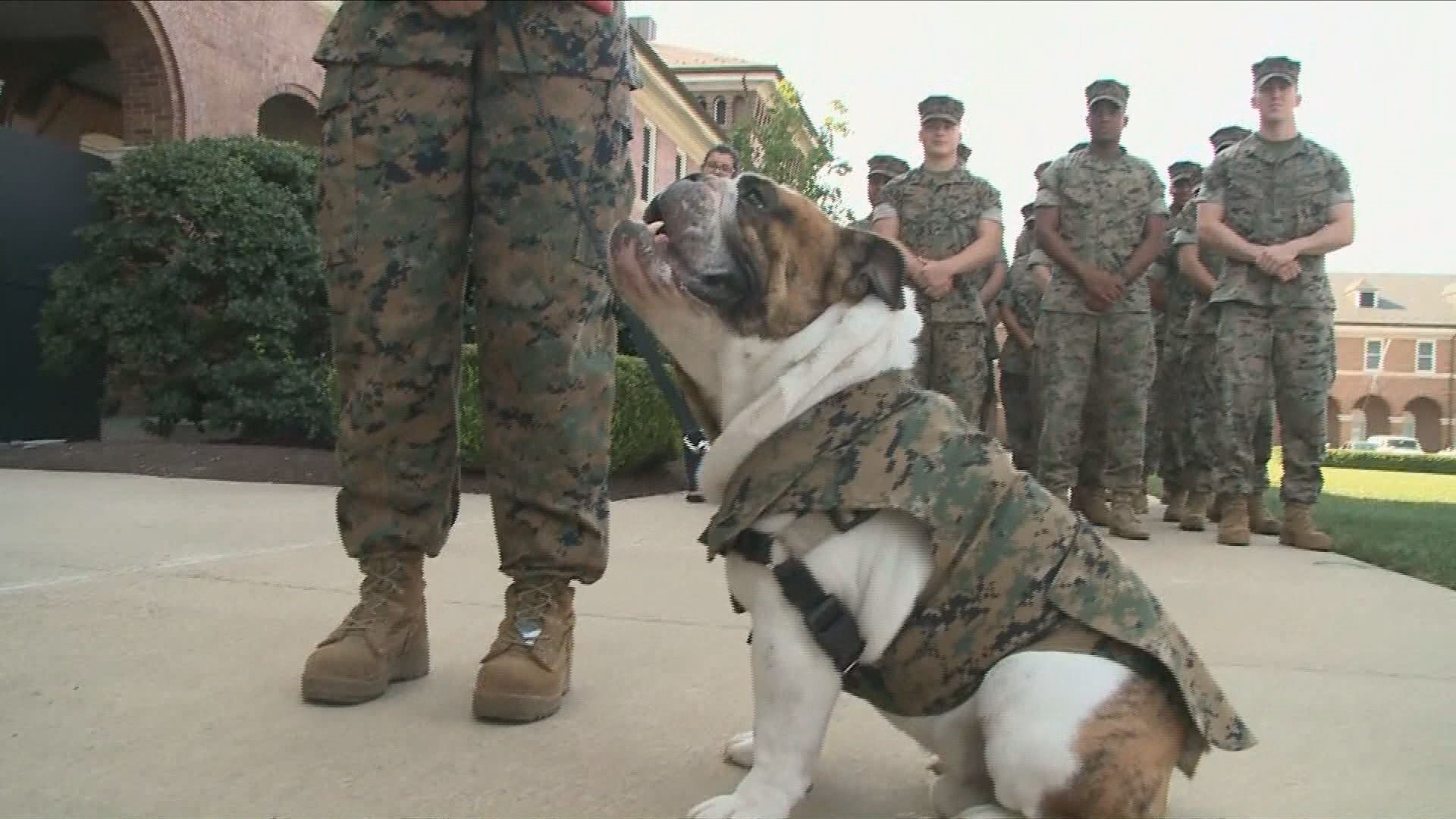 Marine Barracks mascot gets promoted | wusa9.com