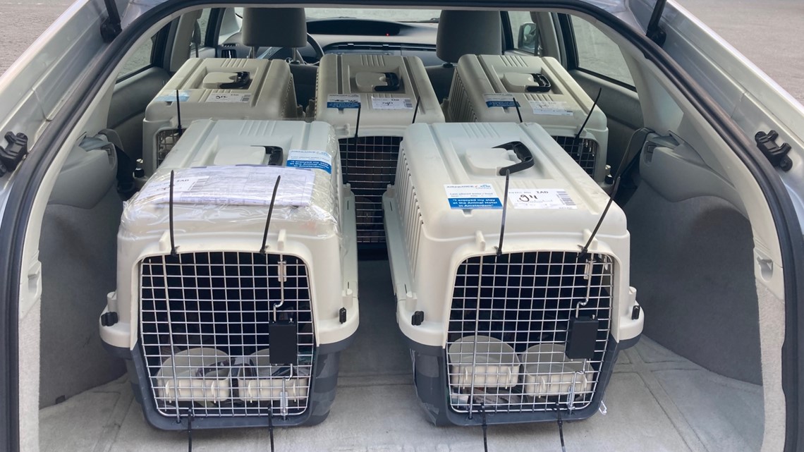 24 cats being rescued from Ukraine coming to DMV for new homes | wusa9.com