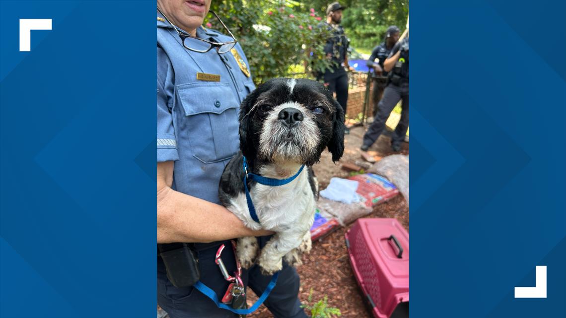 Shih Tzu's seized from Northeast DC home: Humane Rescue Alliance ...