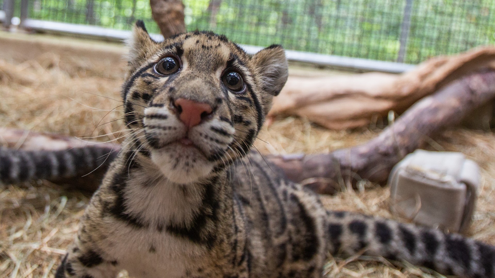 Two rare clouded leopard cubs make debut at the National Zoo | wusa9.com