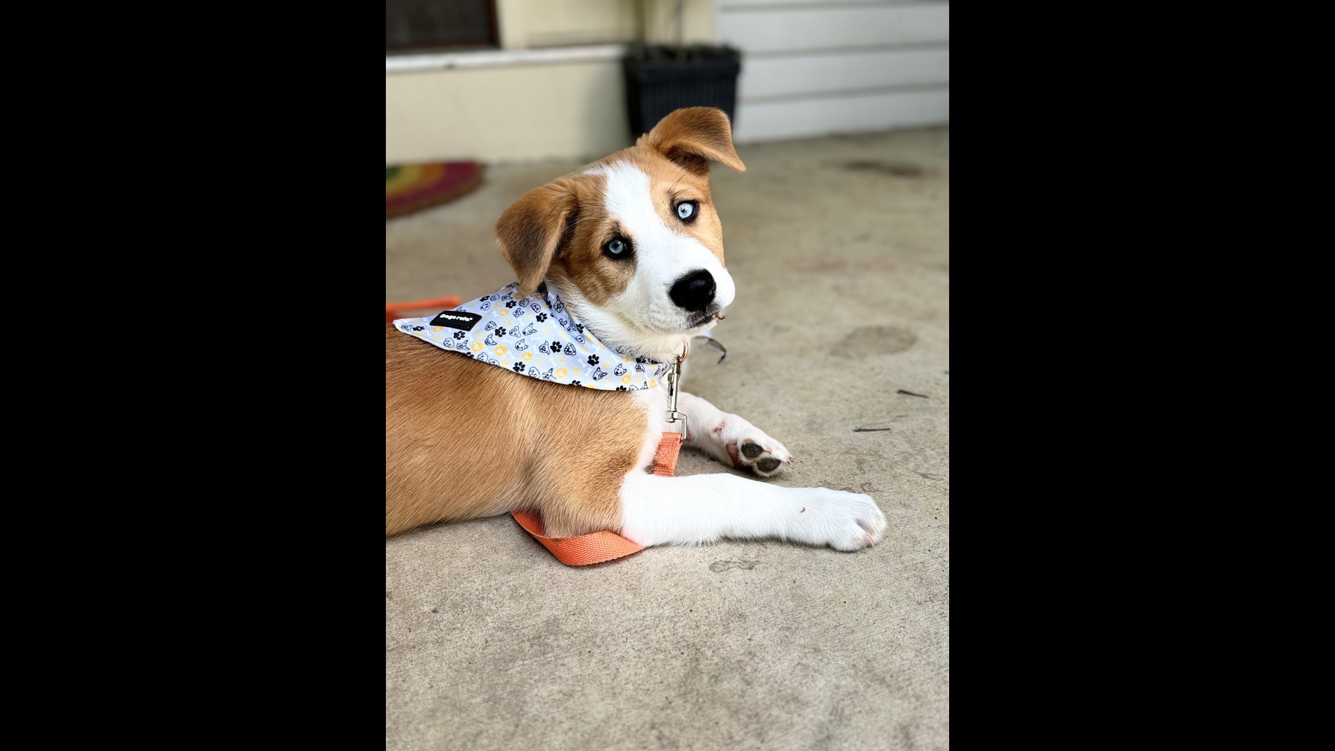 Connie the Container Dog's puppies get their forever homes | wusa9.com